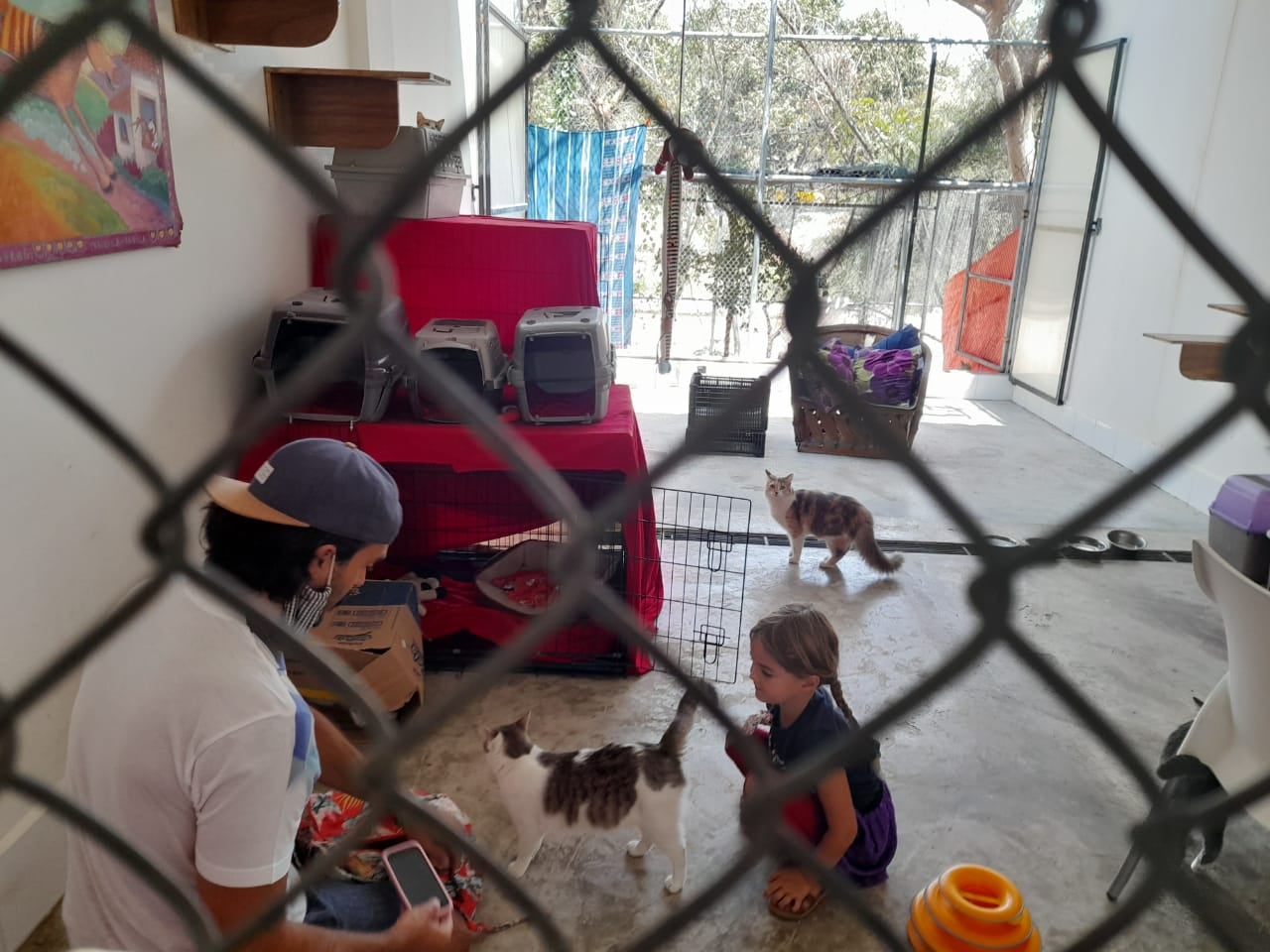 VOLUNTEER – SPCA Puerto Vallarta